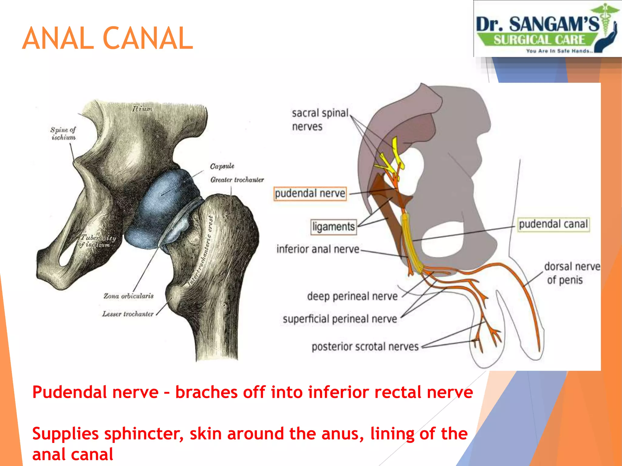 Anatomy of rectum and anal canal | PPTX