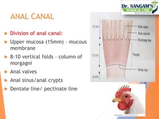 Anatomy of rectum and anal canal | PPTX