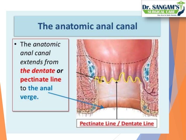 Anatomy of rectum and anal canal | PPTX