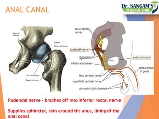 Anatomy of rectum and anal canal | PPTX