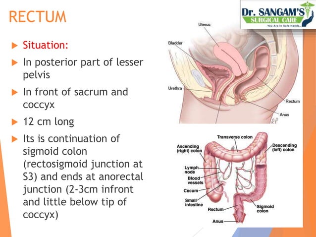 Anatomy of rectum and anal canal | PPTX