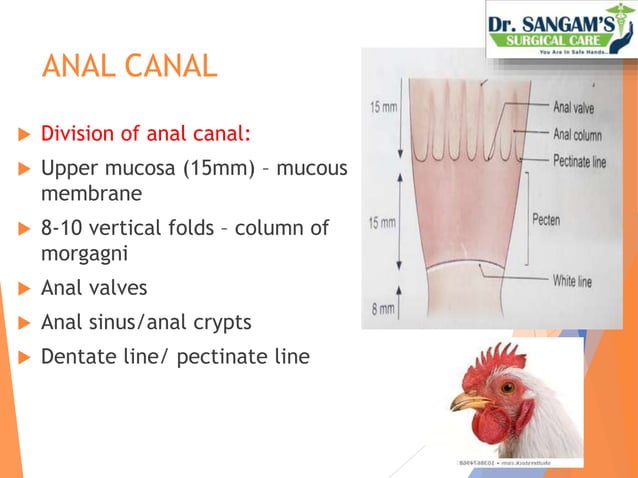 Anatomy of rectum and anal canal