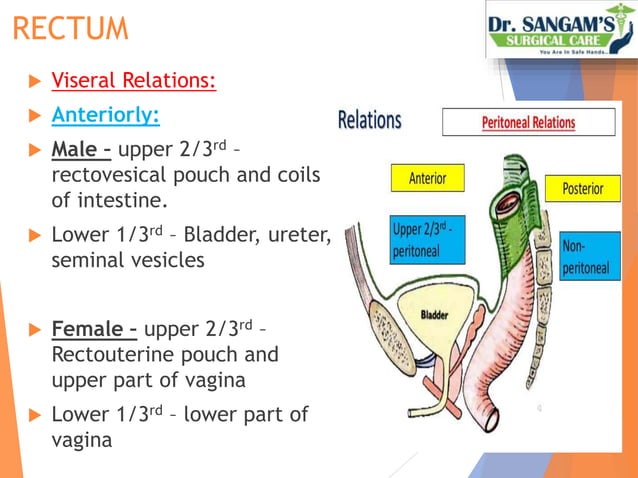 Anatomy of rectum and anal canal