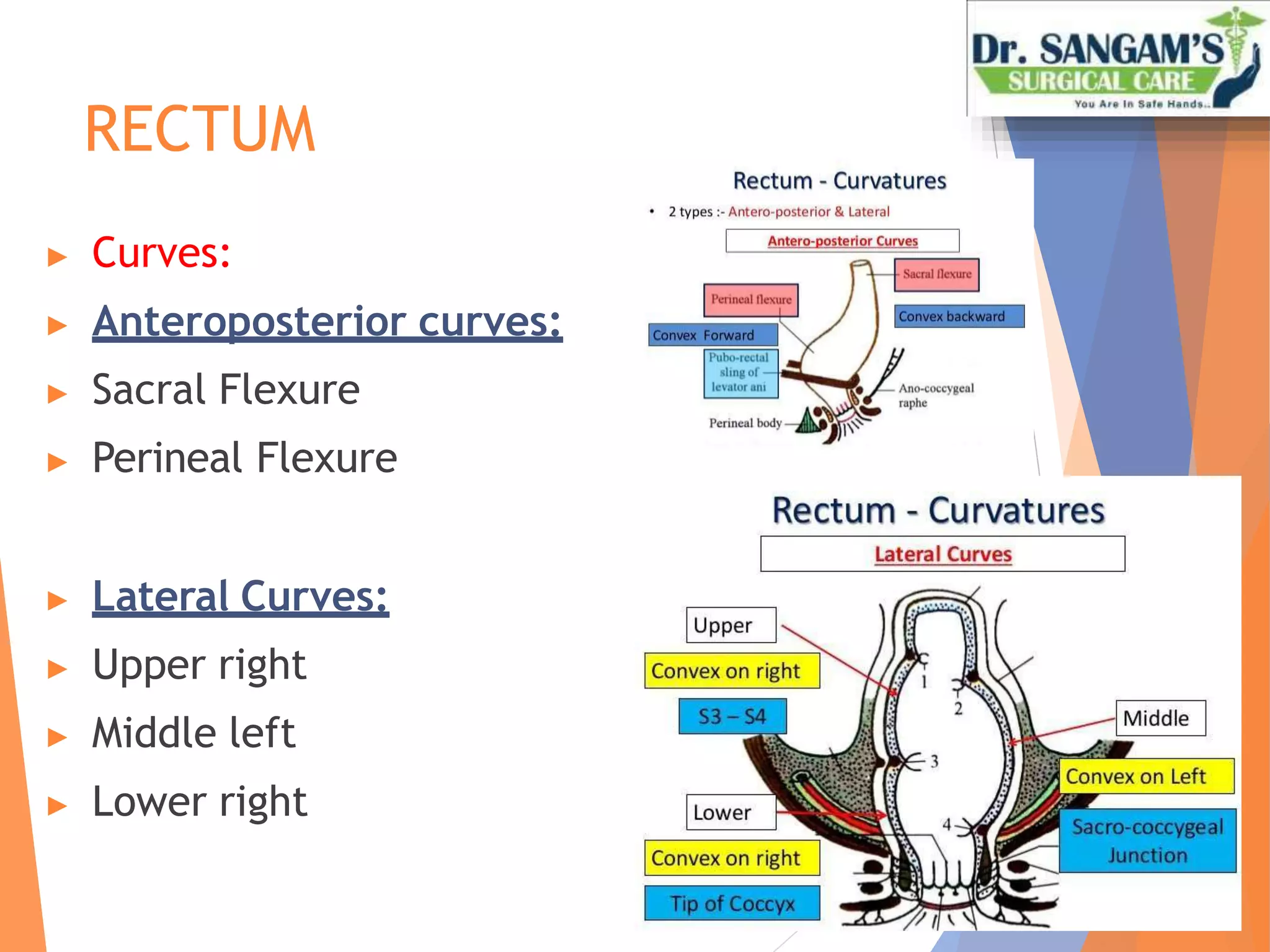 anatomy of rectum and analcanal pptx.pptx