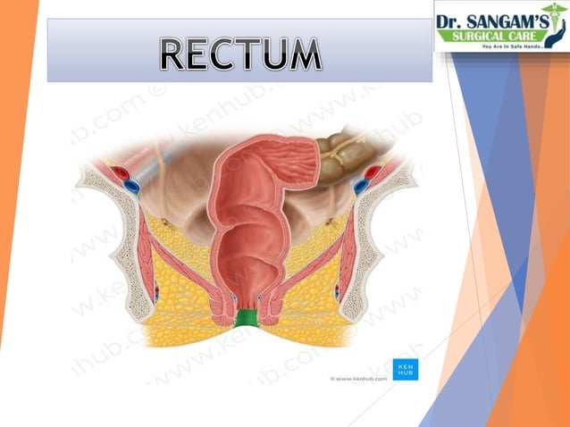 Anatomy Of Rectum And Analcanal Pptx Pptx