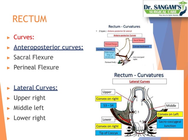 anatomy of rectum and analcanal pptx.pptx | Obscenity and Profanity | Sensitive Topics