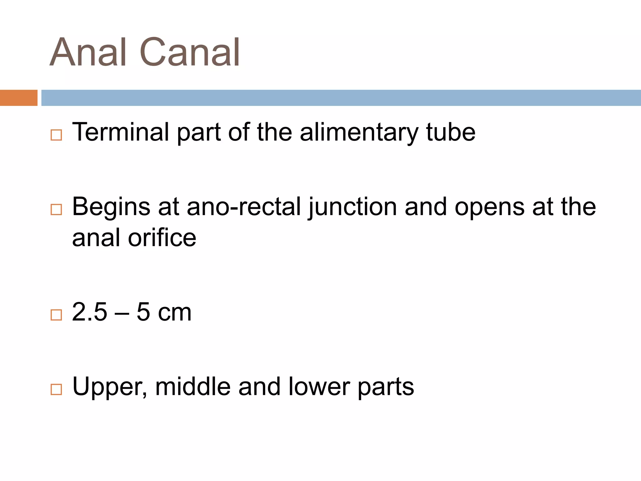 Anatomy of Rectum and Anus - Dr Peter Andre Soltau | PPTX