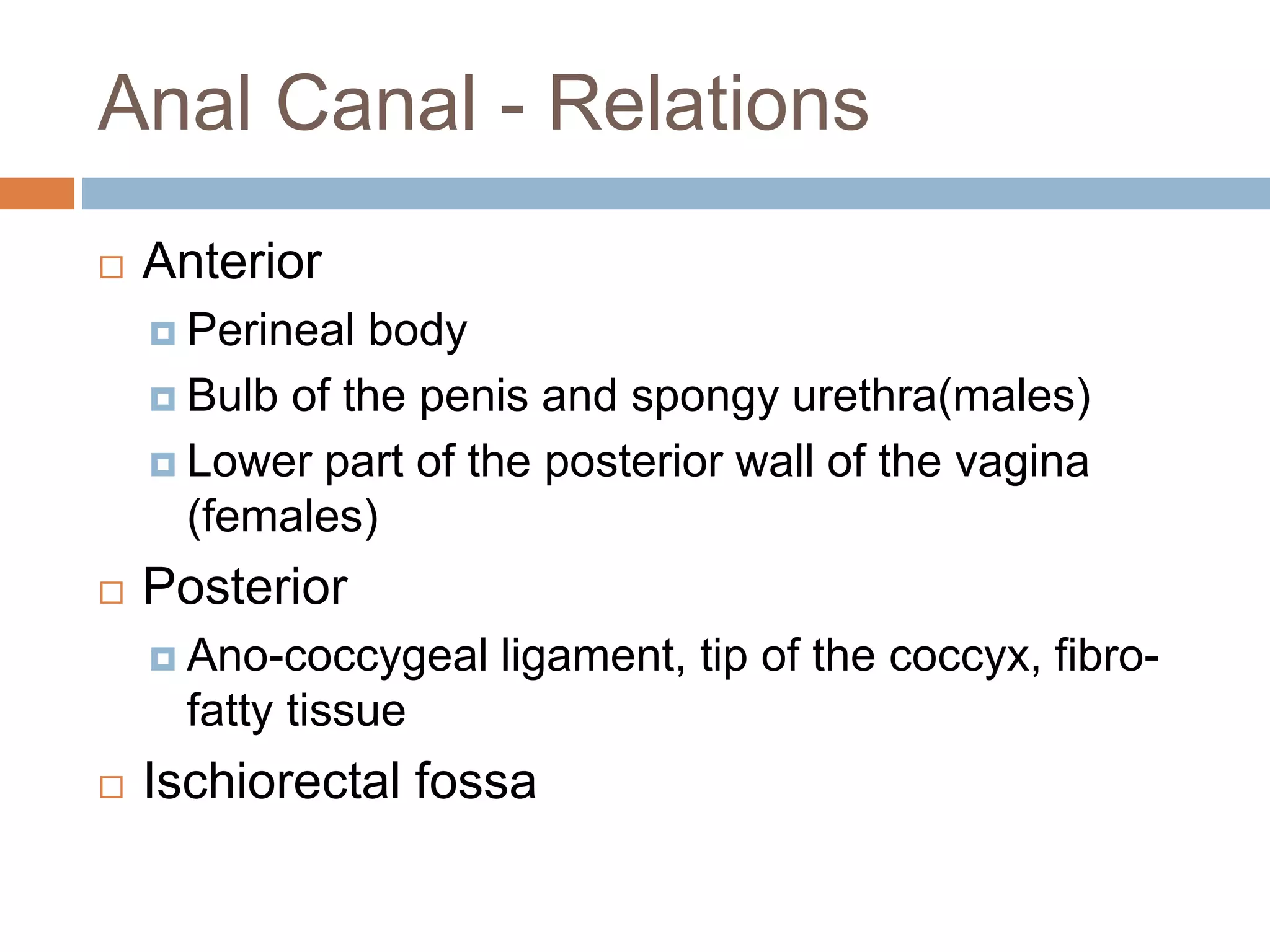 Anatomy of Rectum and Anus - Dr Peter Andre Soltau | PPTX