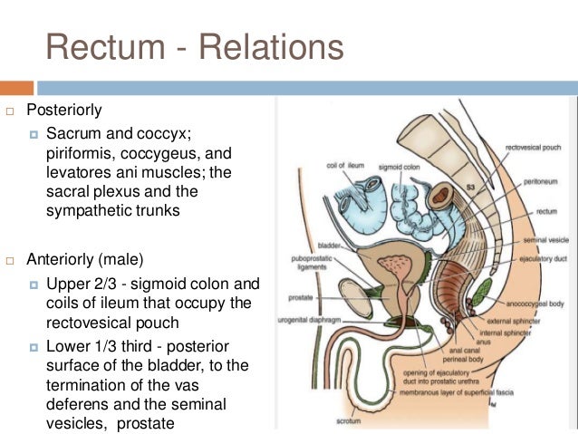 Anatomy of Rectum and Anus - Dr Peter Andre Soltau