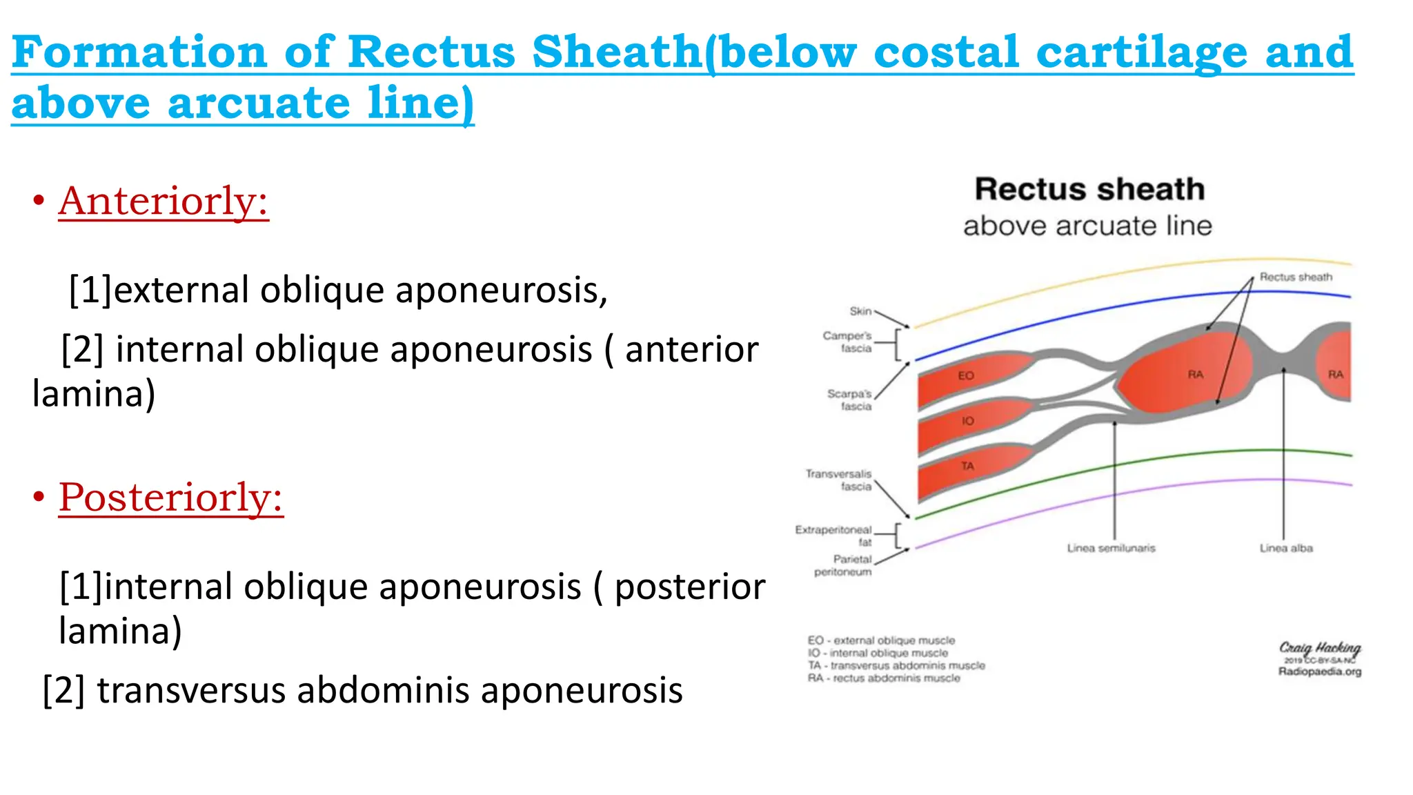ANATOMY OF RECTUS in OBST AND GYNAE.pptx