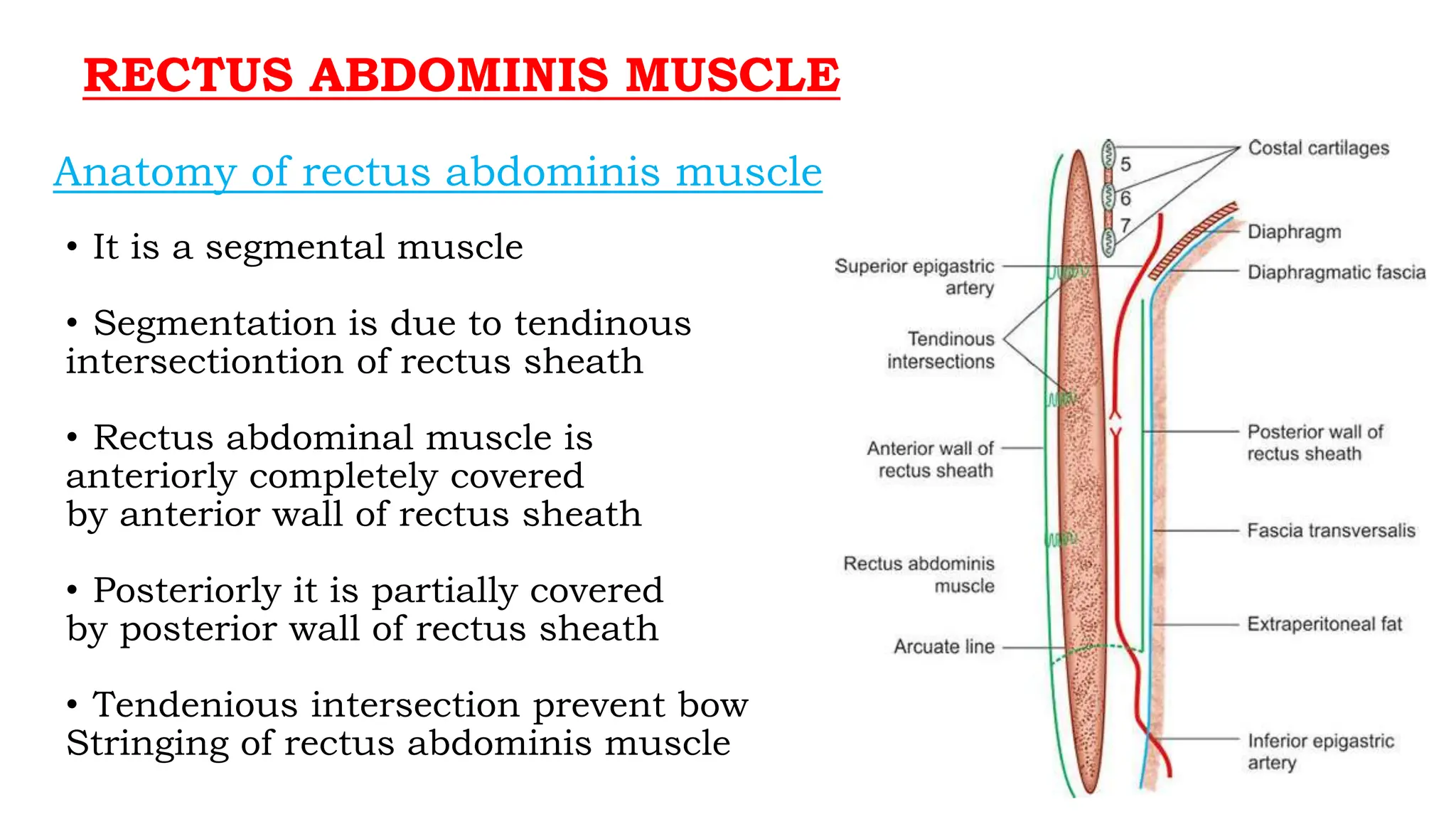 ANATOMY OF RECTUS in OBST AND GYNAE.pptx