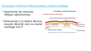 ANATOMY OF RECTUS in OBST AND GYNAE.pptx