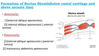 ANATOMY OF RECTUS in OBST AND GYNAE.pptx