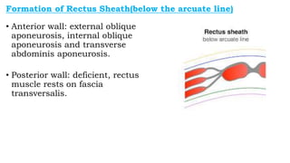 ANATOMY OF RECTUS in OBST AND GYNAE.pptx