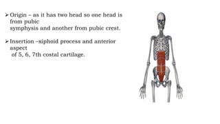 ANATOMY OF RECTUS in OBST AND GYNAE.pptx