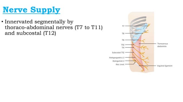 ANATOMY OF RECTUS in OBST AND GYNAE.pptx