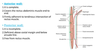 ANATOMY OF RECTUS in OBST AND GYNAE.pptx