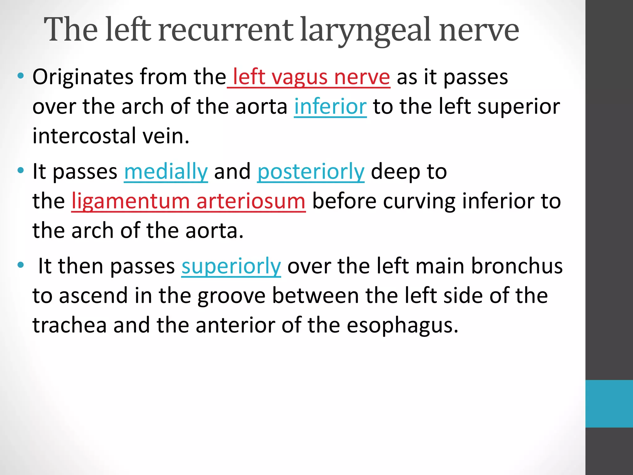 Anatomy of recurrent laryngeal nerveAnatomy of recurrent laryngeal ...