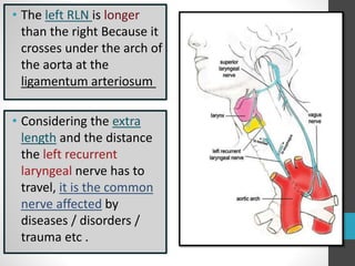 Anatomy of recurrent laryngeal nerveAnatomy of recurrent laryngeal ...