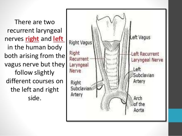 Anatomy of recurrent laryngeal nerveAnatomy of recurrent laryngeal ne…