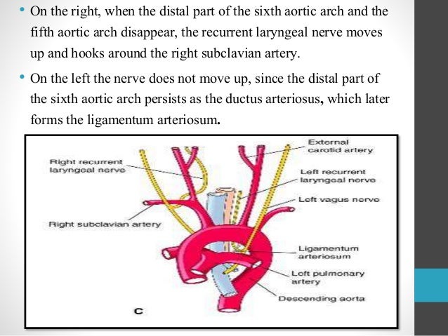 Anatomy of recurrent laryngeal nerveAnatomy of recurrent laryngeal ne…
