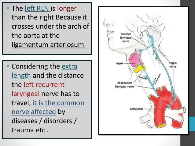 Anatomy of recurrent laryngeal nerveAnatomy of recurrent laryngeal ne…