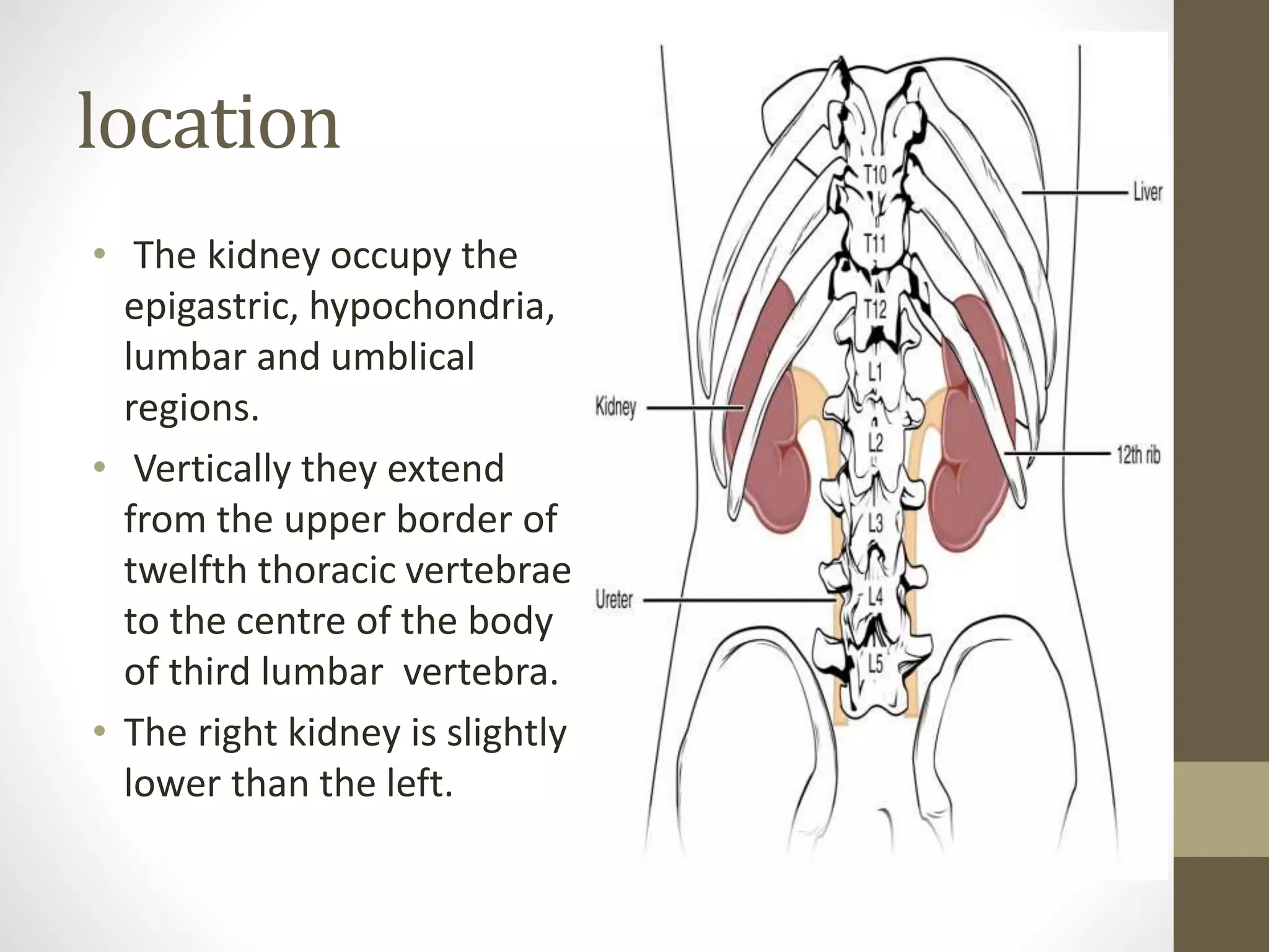 ANATOMY OF RENAL SYSTEM.pptx
