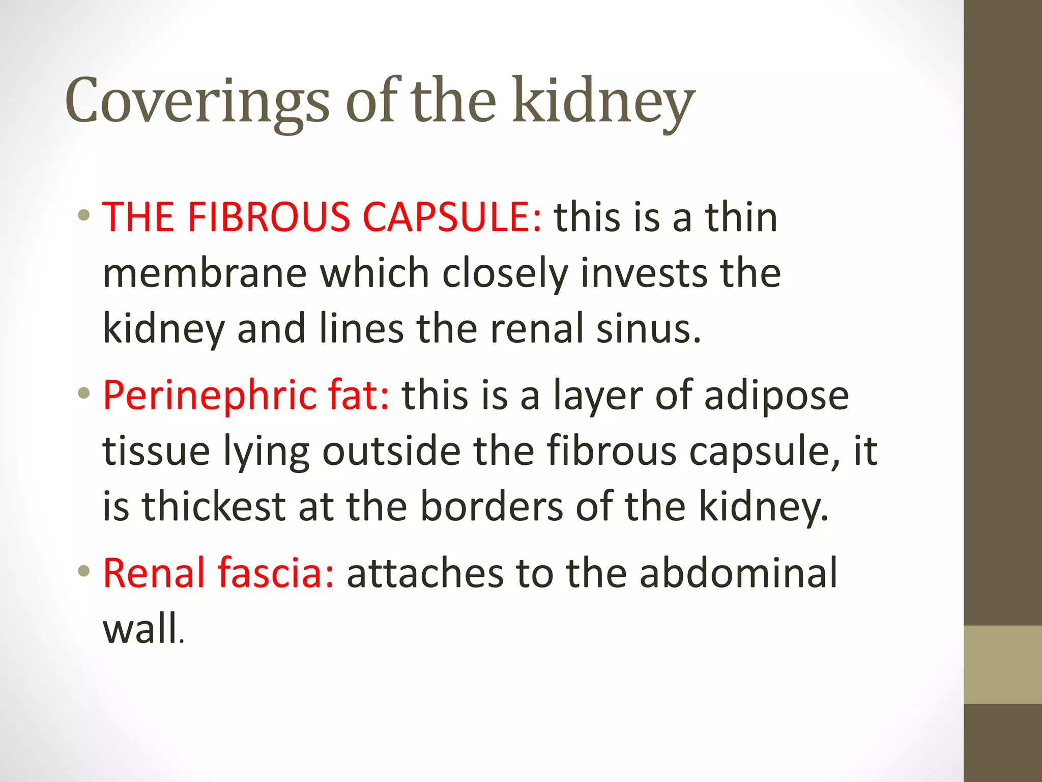 ANATOMY OF RENAL SYSTEM.pptx