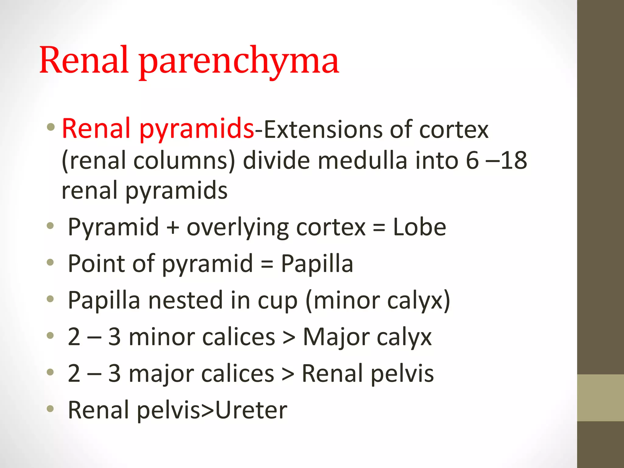 ANATOMY OF RENAL SYSTEM.pptx