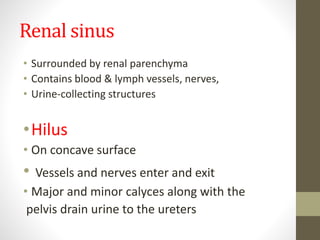 ANATOMY OF RENAL SYSTEM.pptx