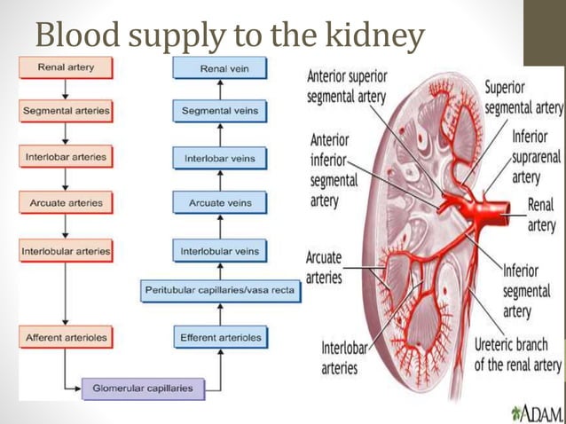 ANATOMY OF RENAL SYSTEM.pptx