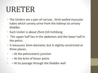 ANATOMY OF RENAL SYSTEM.pptx