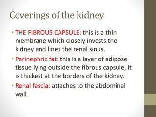 ANATOMY OF RENAL SYSTEM.pptx
