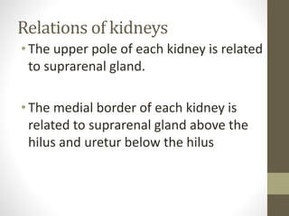 ANATOMY OF RENAL SYSTEM.pptx
