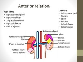 ANATOMY OF RENAL SYSTEM.pptx