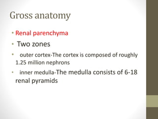 ANATOMY OF RENAL SYSTEM.pptx
