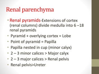 ANATOMY OF RENAL SYSTEM.pptx
