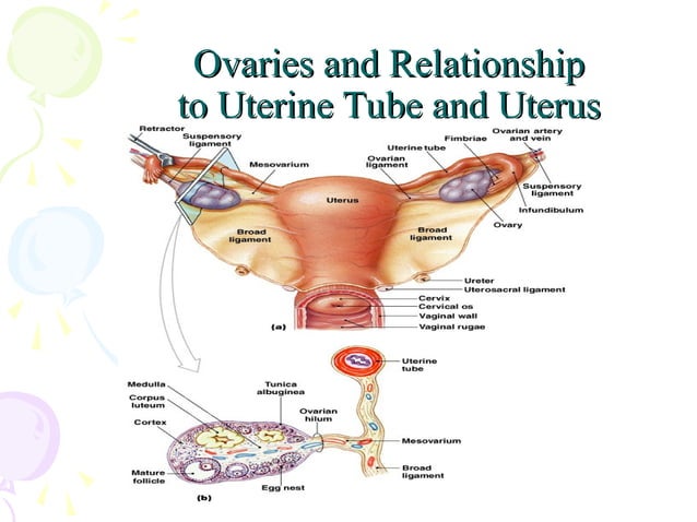 Anatomy of reproductive system.üreme sistemi | PPT