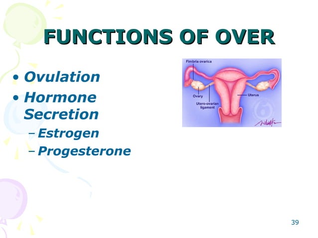 Anatomy of reproductive system.üreme sistemi | PPT
