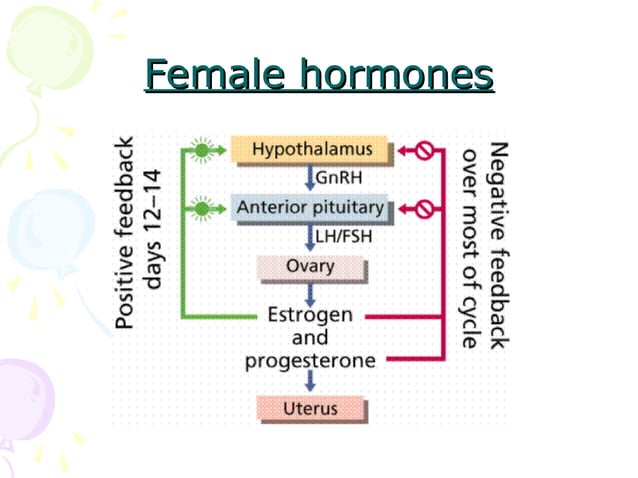 Anatomy of reproductive system.üreme sistemi | PPT