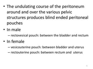 Anatomy of reproductive system (2).pdf anat | PDF