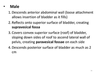 Anatomy of reproductive system (2).pdf anat | PDF