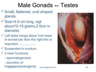 Anatomy of Reproductive system by Bitew | PPT