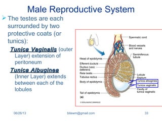 Anatomy of Reproductive system by Bitew | PPT