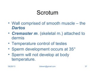Anatomy of Reproductive system by Bitew | PPT