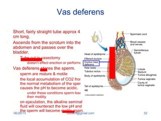 Anatomy of Reproductive system by Bitew | PPT