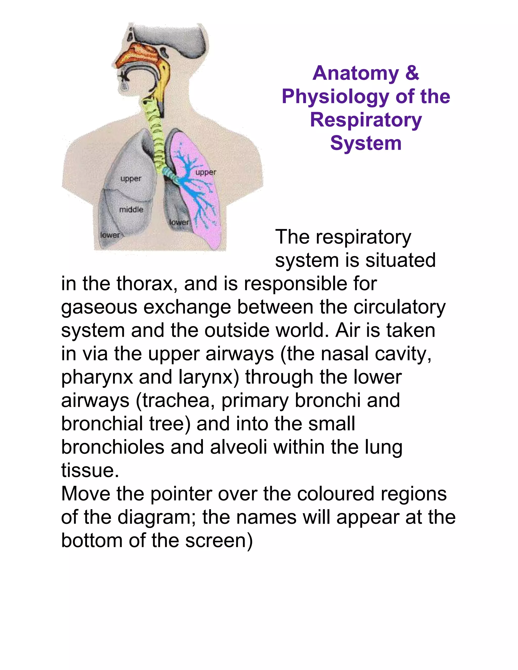 Anatomy of respiratory system. | DOCX