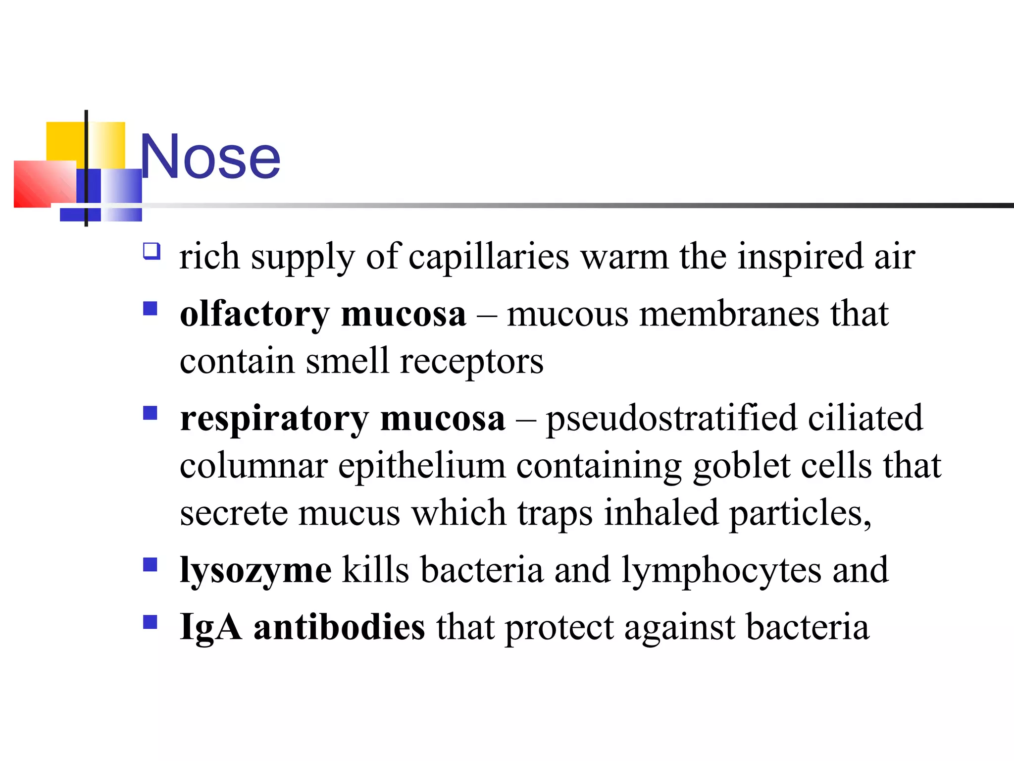 Anatomy of respiratory system | PPT
