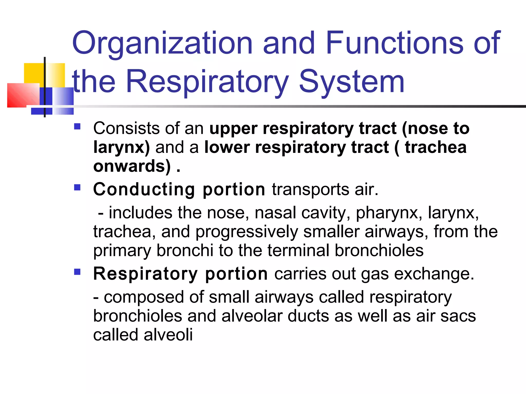 Anatomy of respiratory system | PPT