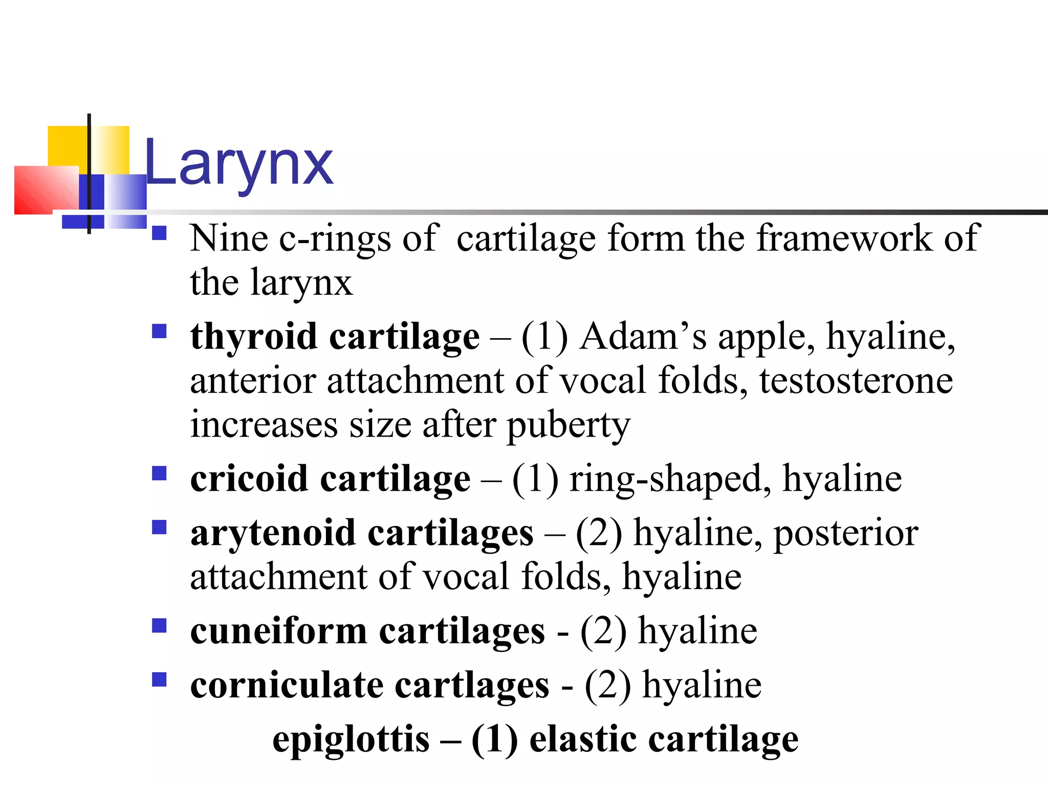 Anatomy of respiratory system | PPT